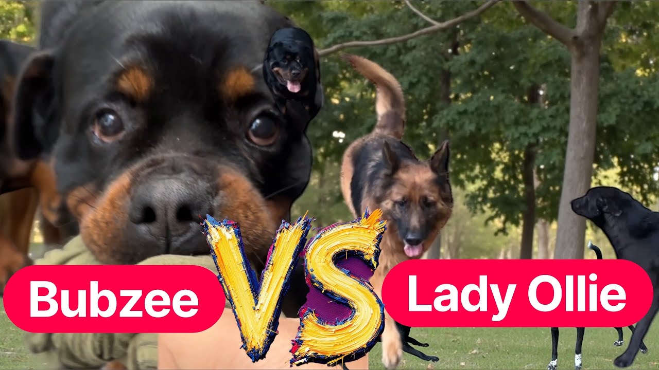 Rottweiler Bubzee & Lady Ollie Ke Beech Hits Ghamaasaan Yudh 🤯🤯 - YouTube
