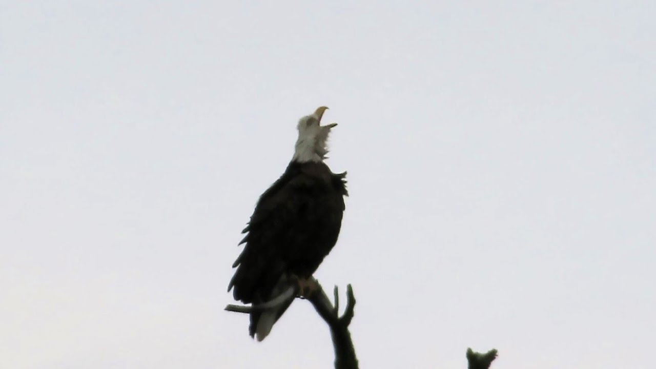 Bald Eagle Hacks Up a Feather - YouTube