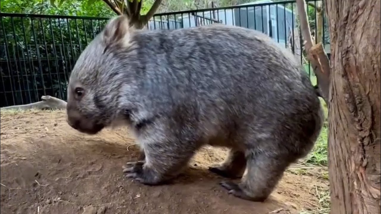 Super cute video of wombat | Funny animal videos 🐨🐨🐨 - YouTube