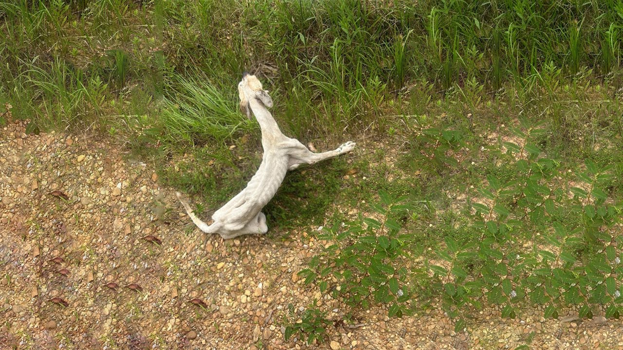 Skinny Dog Stumble After Being Thrown From A Car, They Want To End His ...