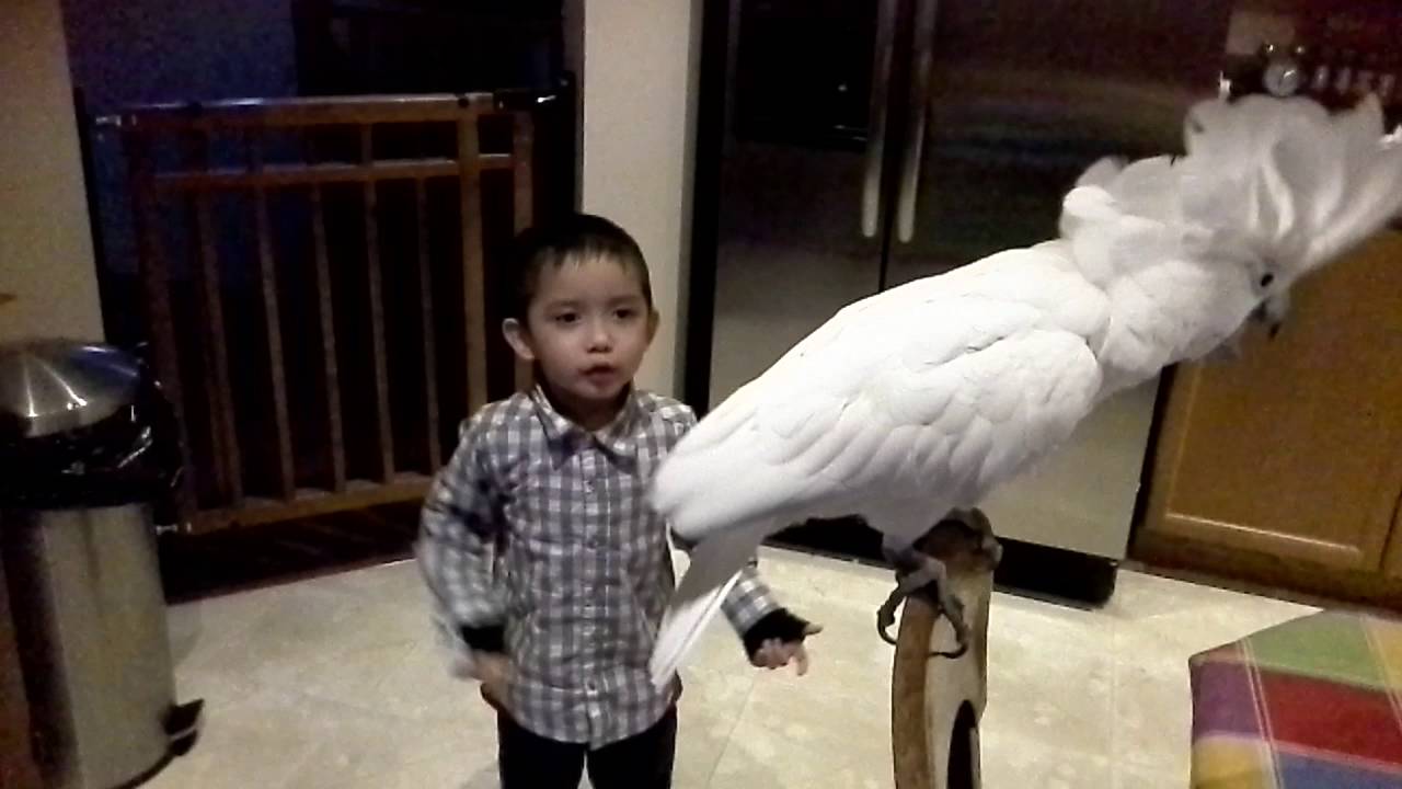 Umbrella Cockatoo Dancing to the beat - YouTube