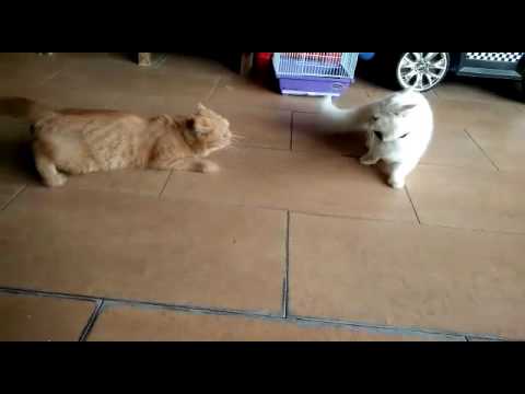 Group Kucing Mengawan ( Mating ) di FB - YouTube