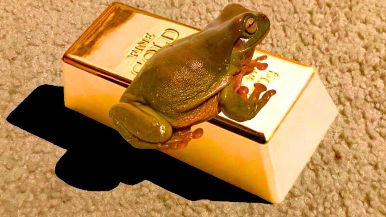 How To Take A Frog Off a Gold Bar - YouTube