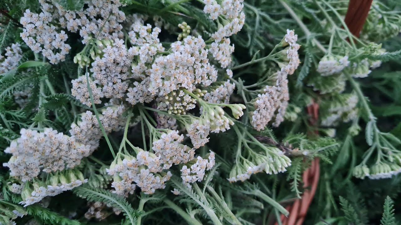 Știți ca coada soarecelui are efecte și beneficii uimitoare pentru ...