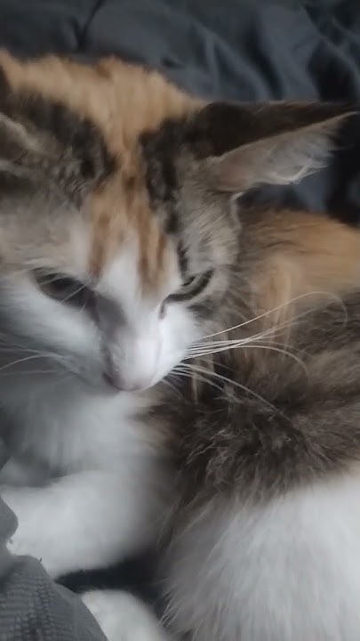 Why does my cat look like that - YouTube