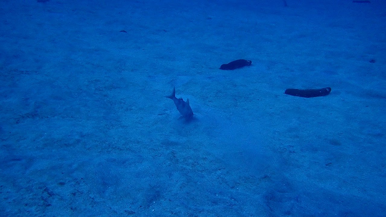 Goatfish digging in the sand - YouTube