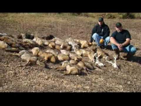trapping, traps, snares, snaring, why we do it - YouTube