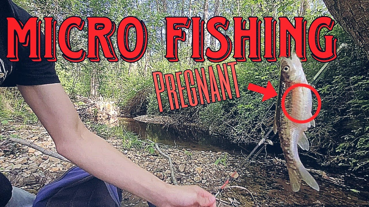Micro Fish and adding Micro Fish (CreekChubs, Minnows, Crawfish) To ...