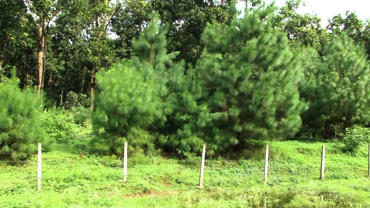 Tertiary Ingredients of Chukrasia tabularis Formulations: Pankaj Oudhia ...