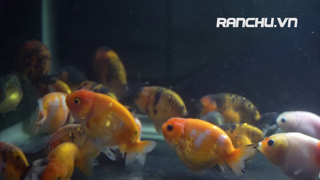 Cá vàng Ranchu 1,5 - 2 ngón về mới mỗi tuần tại Ranchu.vn - YouTube