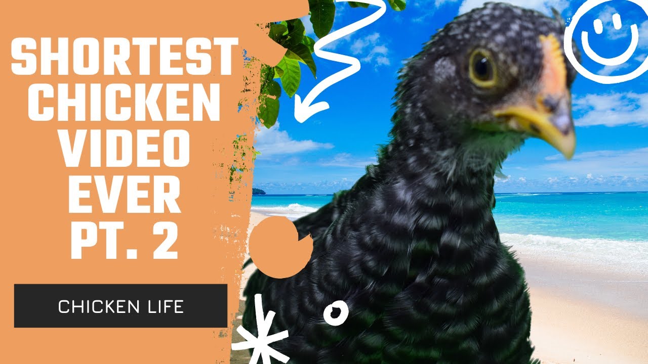 Shortest Chicken Video Ever Pt 2 - YouTube
