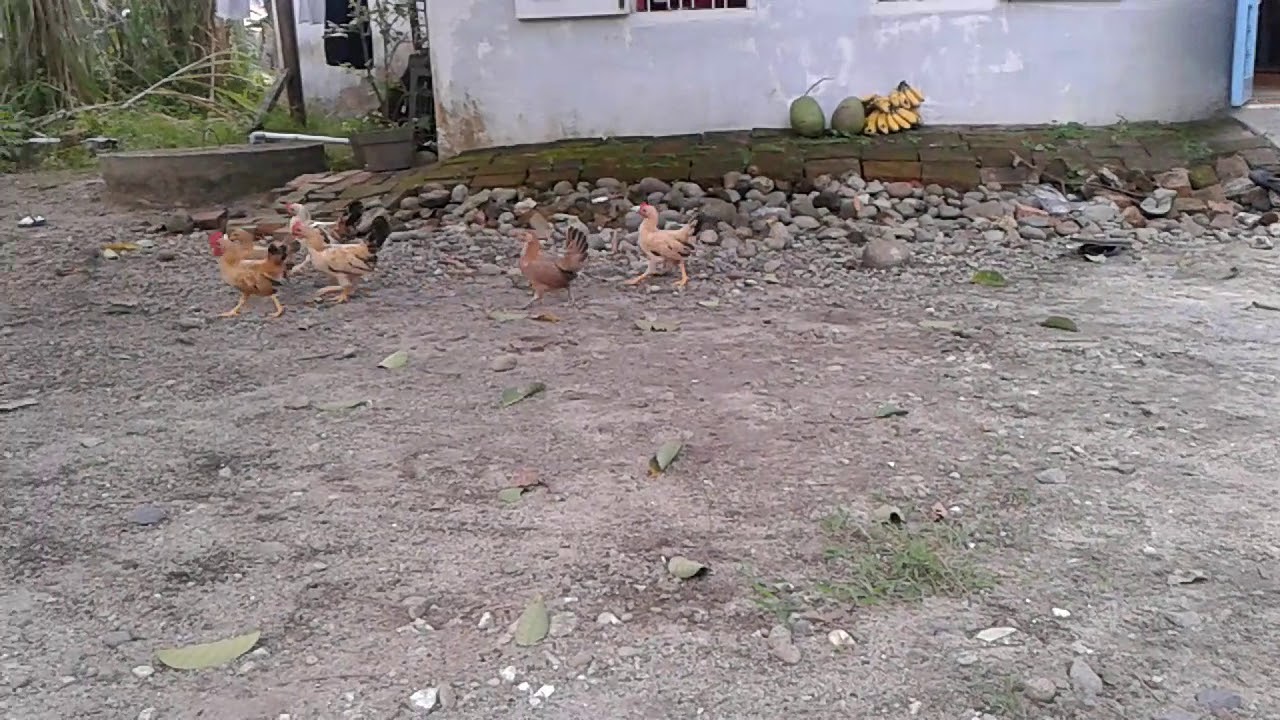 Hasil Perkawinan Silang Ayam Kampung Dan Ayam Kate Youtube
