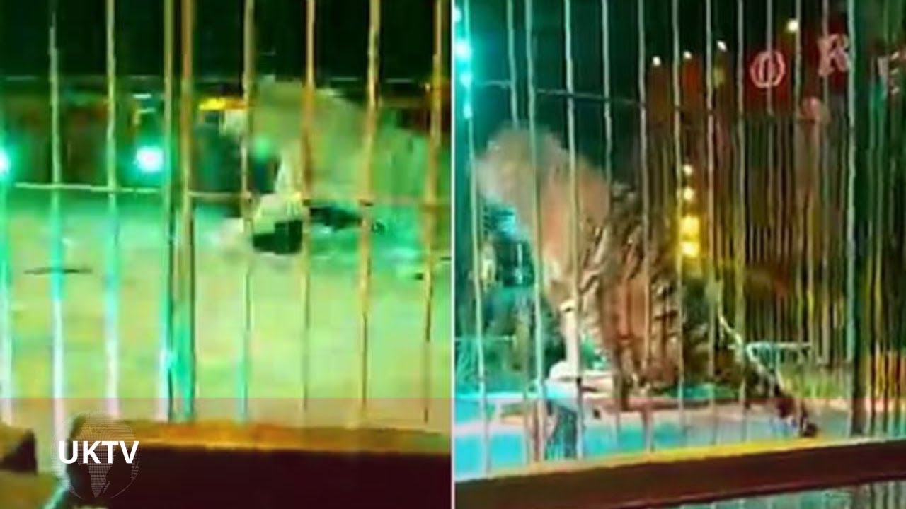 Moment big cat trainer is savaged by a TIGER - YouTube