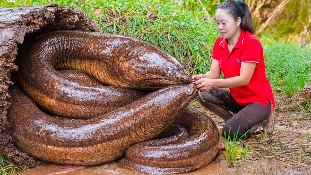 Harvest Giant Crazy Eel & Go to Market Sell | Giant eels burrow into ...