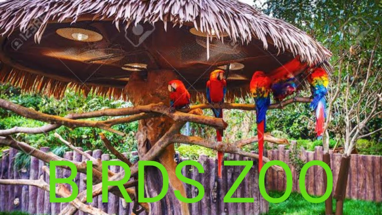 Behind the Scenes: A Day in the Life of Zoo Birds |Nature videos| # ...