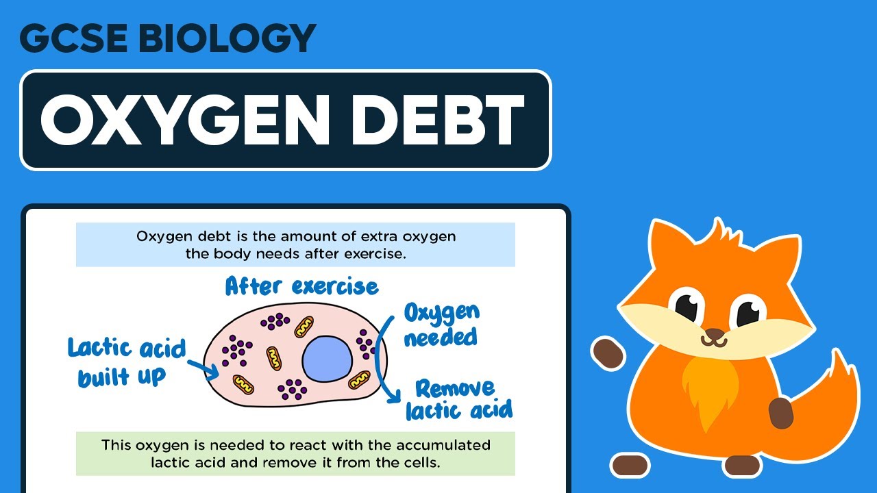 Oxygen Debt & the Liver - GCSE Biology - YouTube