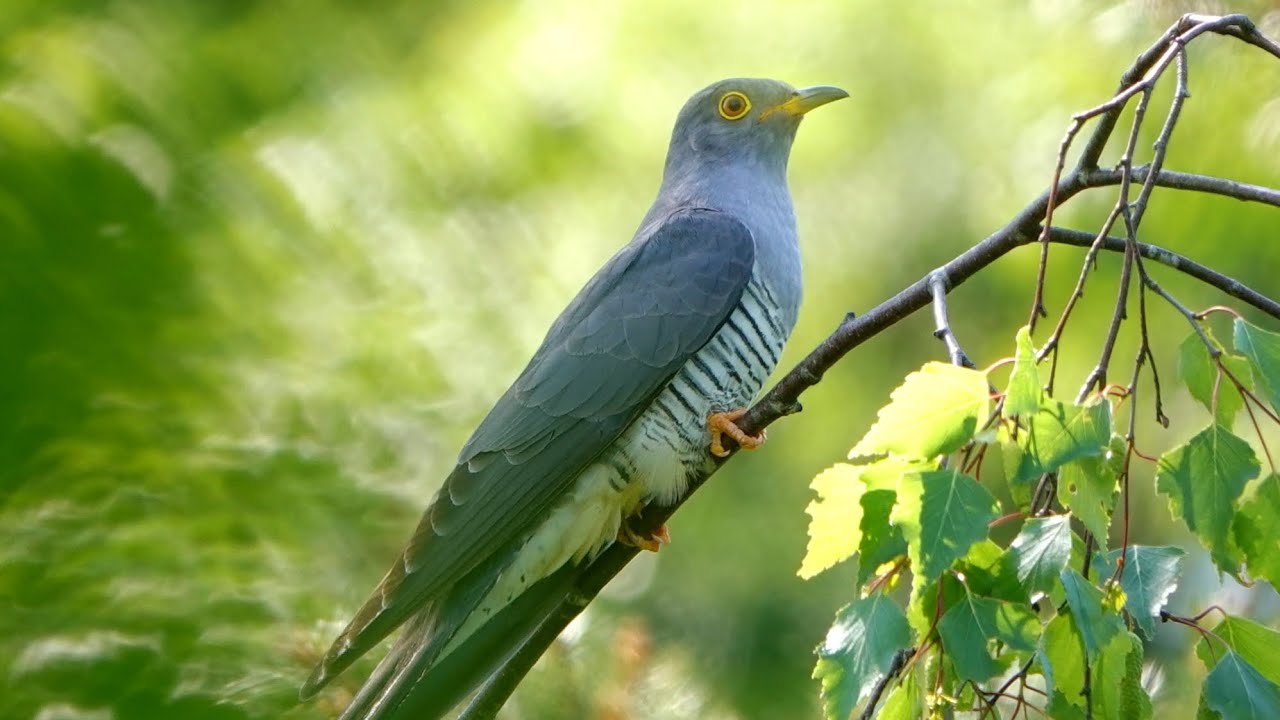 Kuckuck Gesang - YouTube