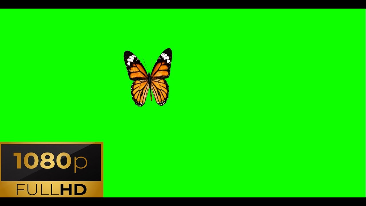 NON-COPYRIGHT BUTTERFLY GREEN SCREEN | MOTION GRAPHICS | ANIMATION ...