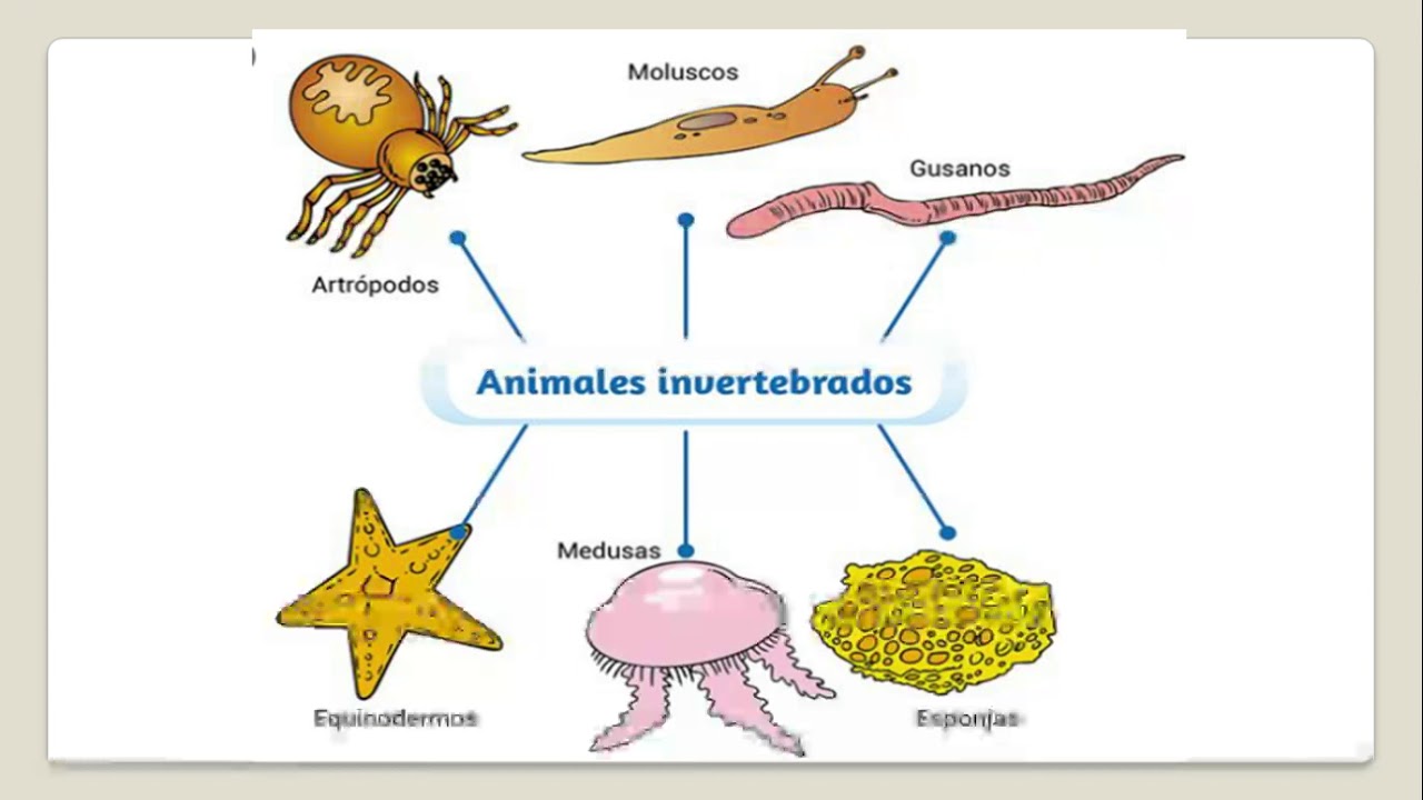 Presentación de PowerPoint LOS VERTEBRADOS E INVERTEBRADOS CLASE ...