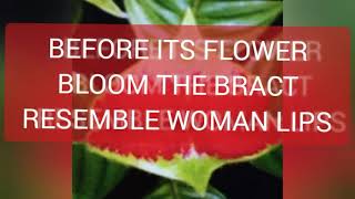 Hooker's Lips Plant -One Of A Unique Flowers In The World