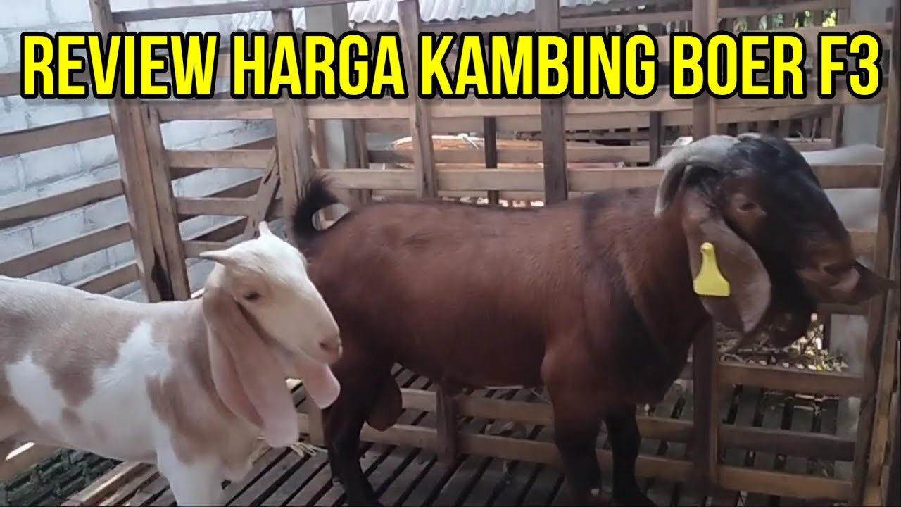 Review Harga Kambing Boer F3 dan F1 di Kandang Boerkah Jaya farm blitar ...