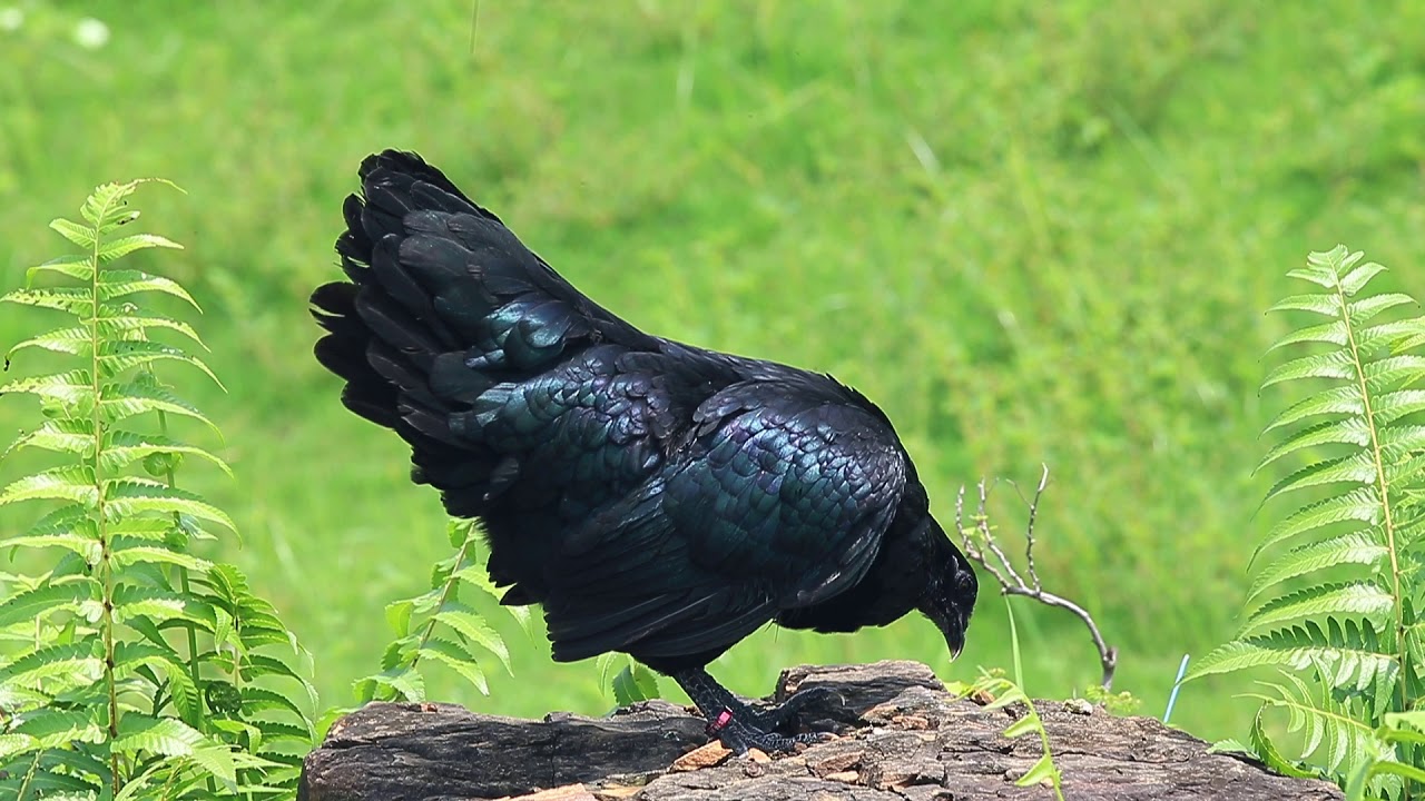 Sumatra fowl (蘇門答臘雞)母 - YouTube