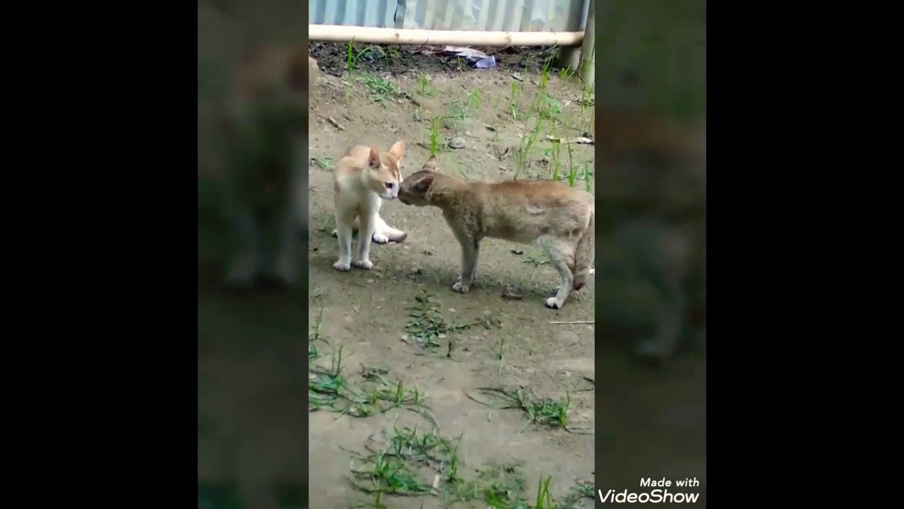 Sweet_Cats_Showing_Their_Crowd.... - YouTube