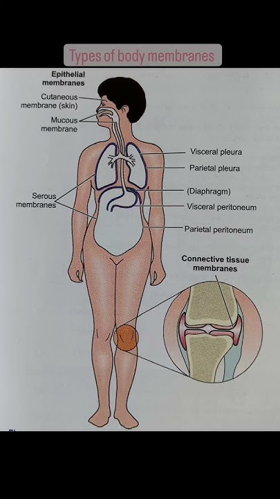 @Types of body membranes 🩺🏥 - YouTube