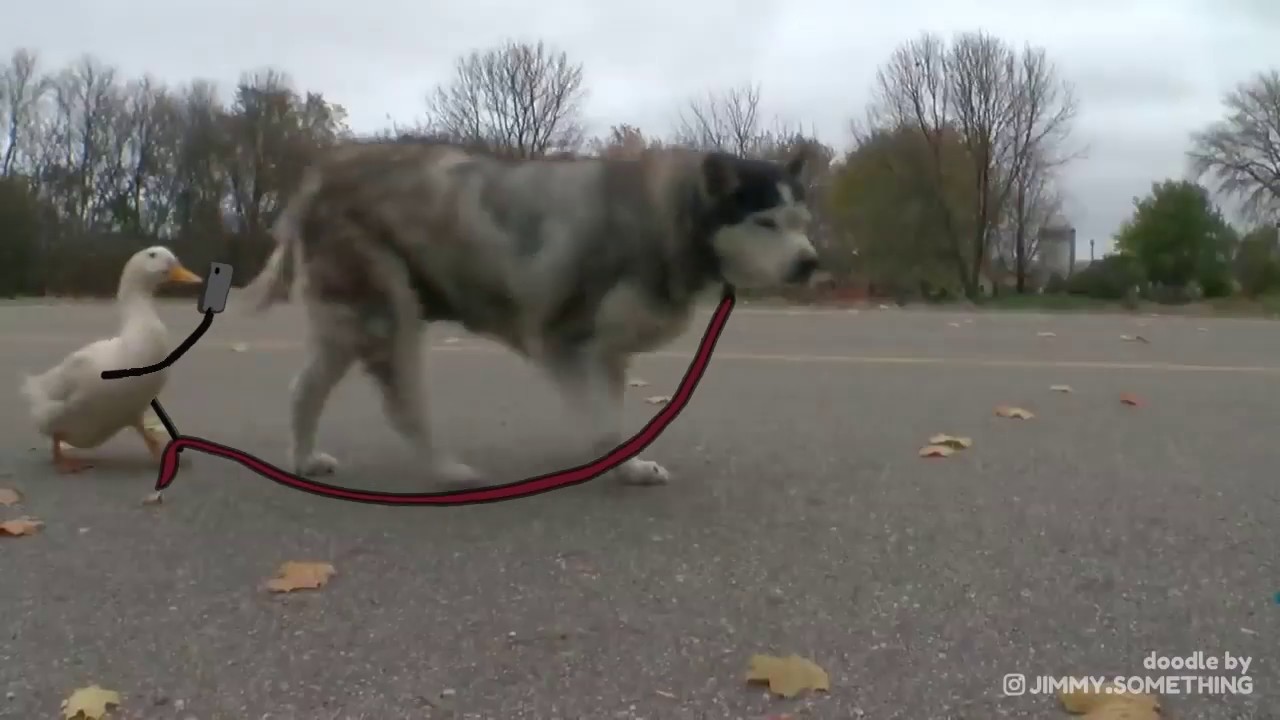 Just taking the dog out for a walk DOODLE - YouTube