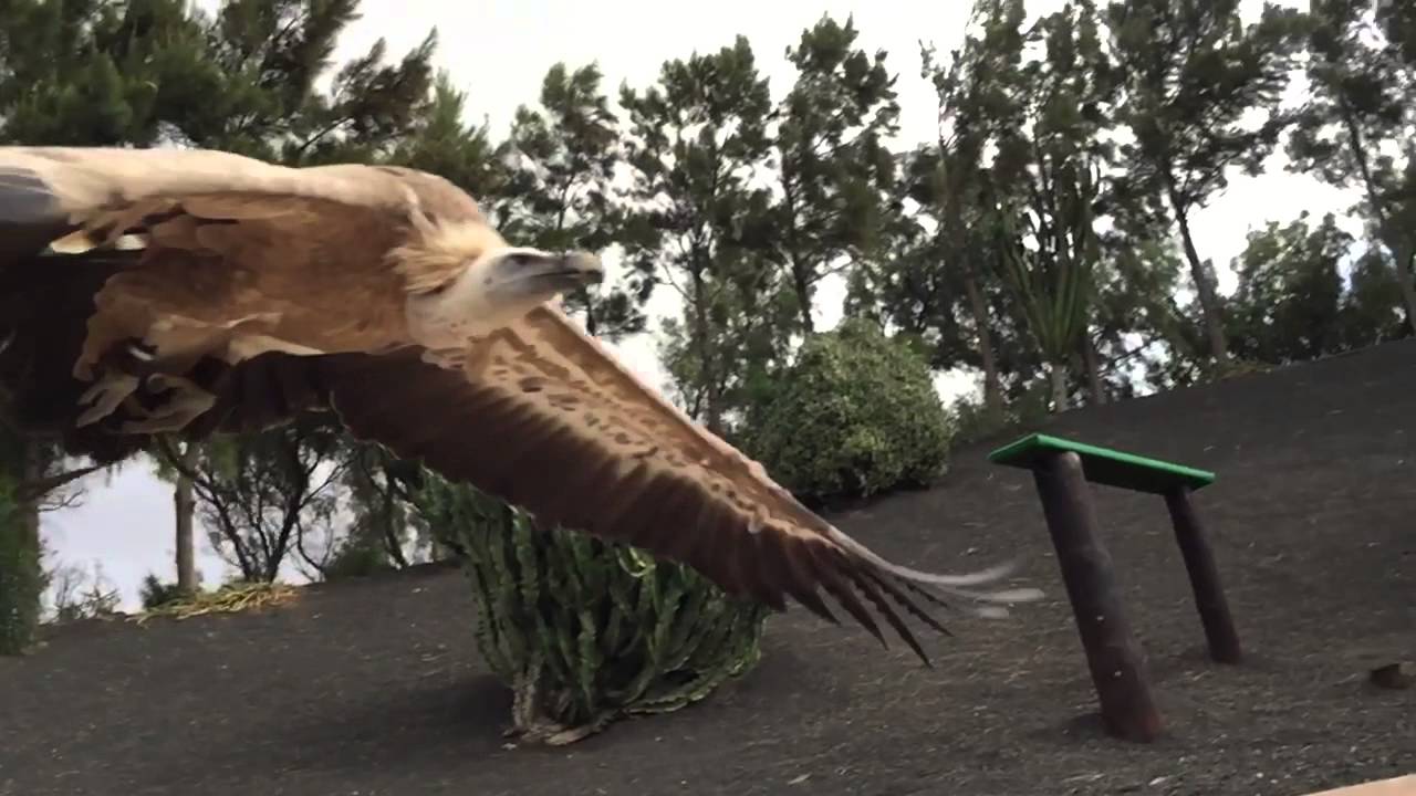 Vulture taking off in HD slow motion - YouTube