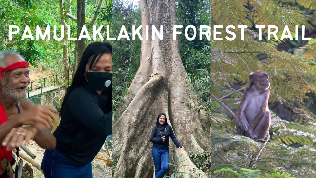 A Day in the Pamulaklakin Forest Trail - YouTube