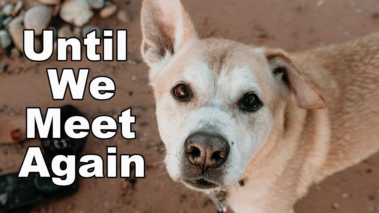 Rest In Peace | A Tribute for our Dog Diesel - YouTube