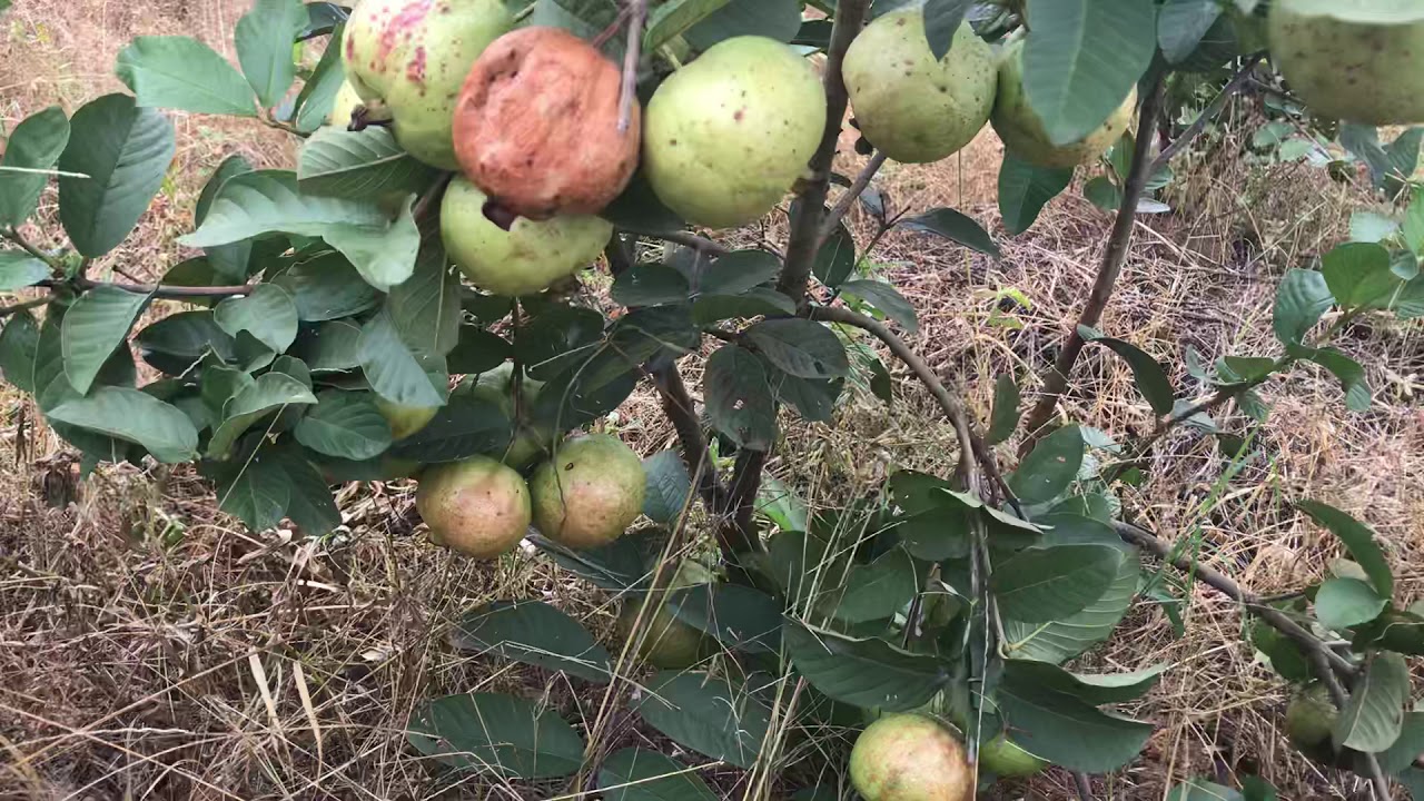 Taiwan Pink Guava Plantation - Video Taken in The Nursery - YouTube