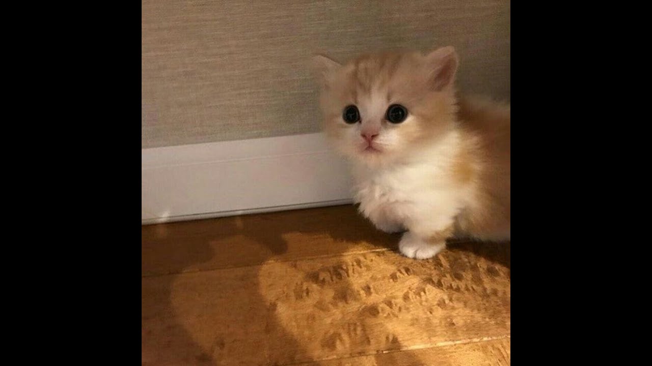 hardcore music in my mind | eclipse | GTA5RP - YouTube