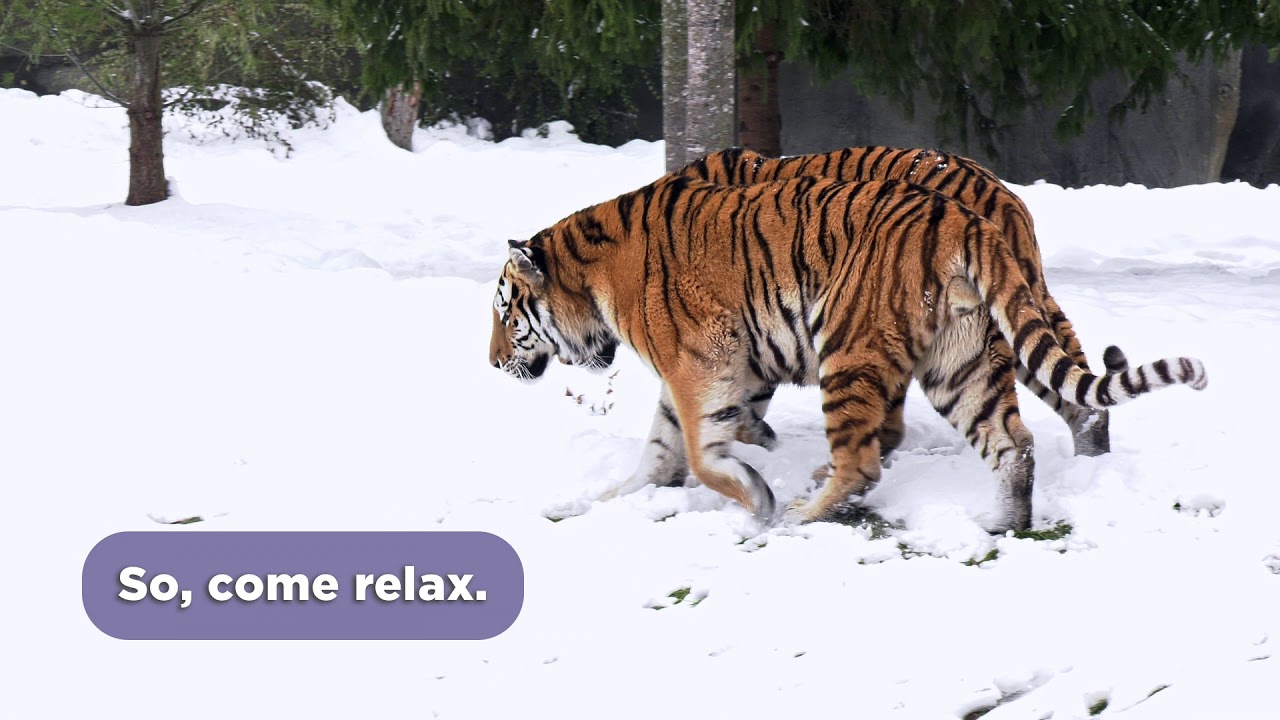 Detroit Zoo | Tigers - YouTube