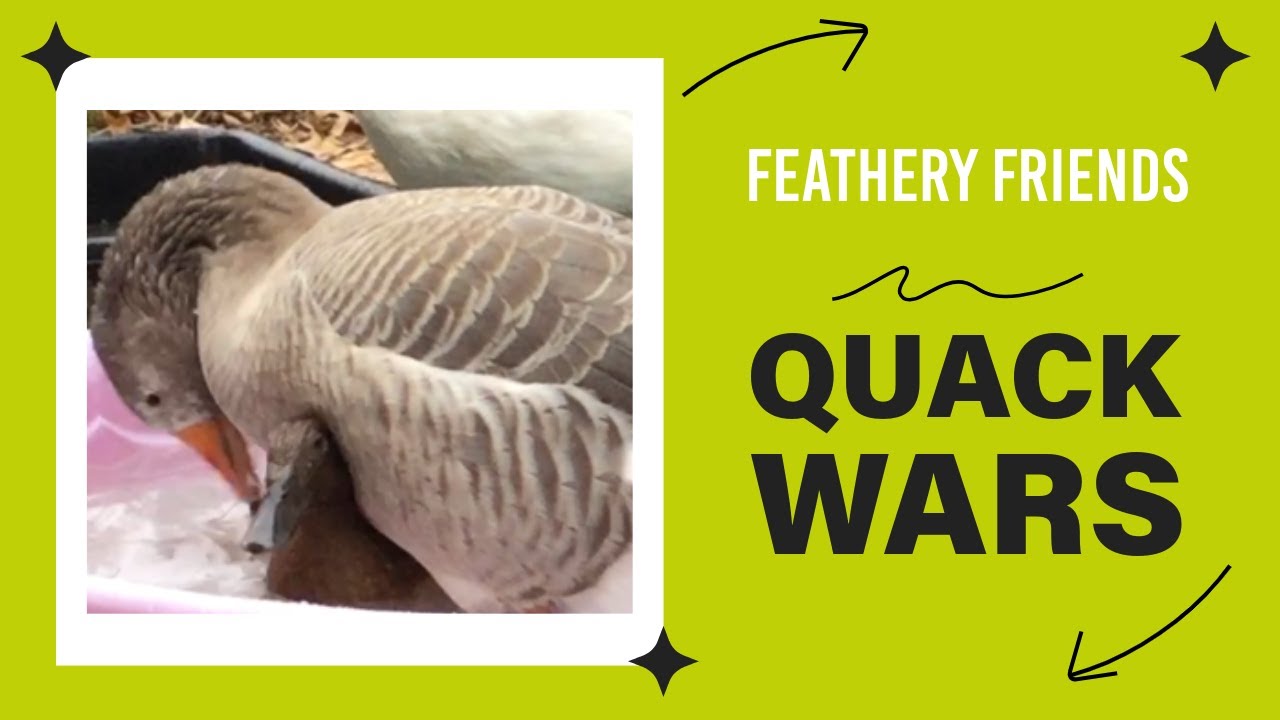 Goose Gets Scolded For Being Too Rough With Duck (A Day In The Life On ...