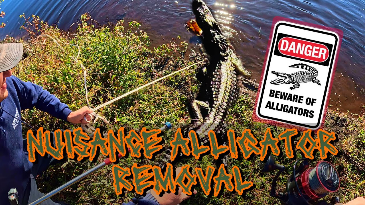 Nuisance Alligator Removal {COLD Florida Winter Morning} 🐊🐊🥶 ️ - YouTube