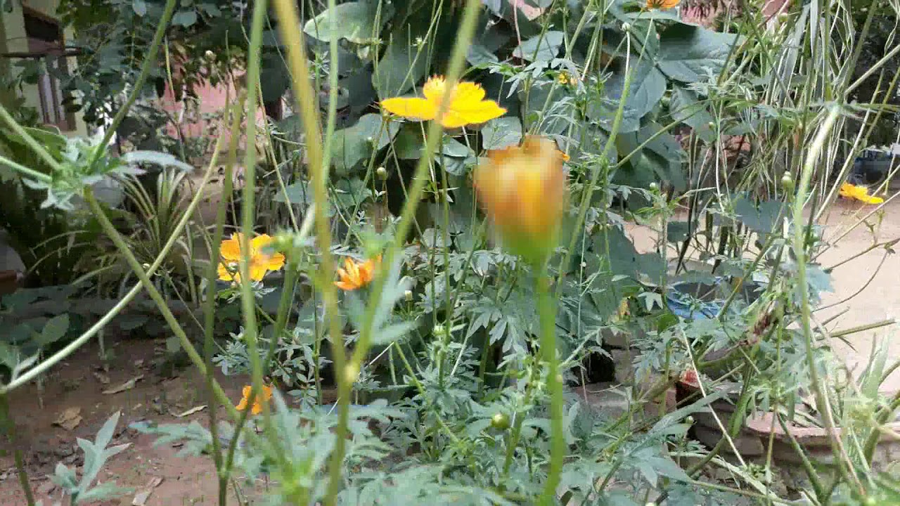 Nathibarikama mage dasin hang - YouTube