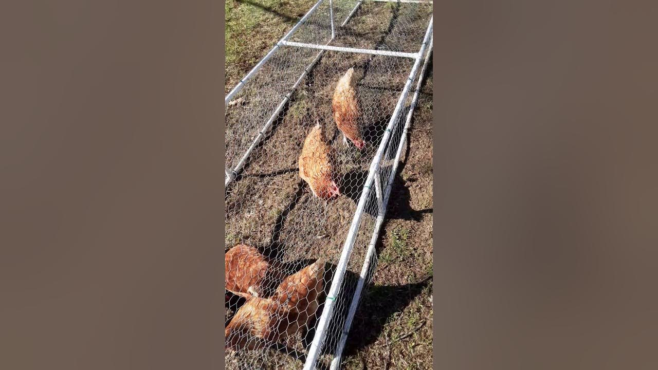 PVC Portable Chicken Run - YouTube