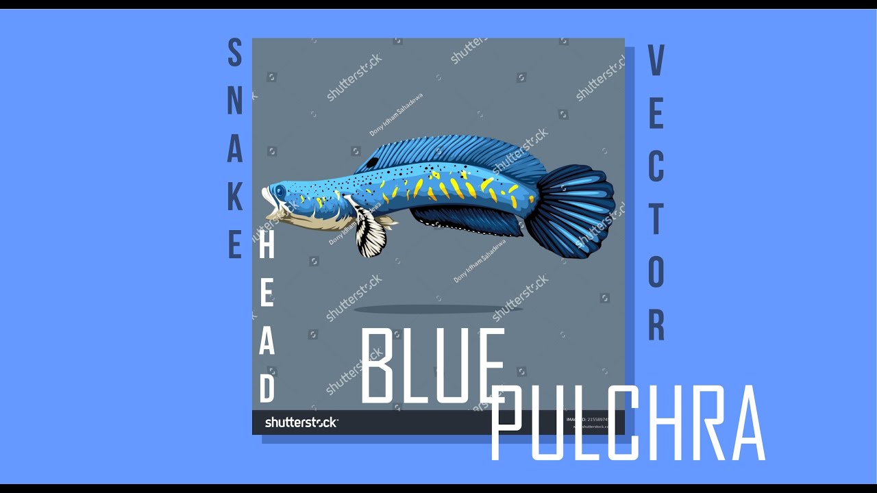 Speed Draw - Channa Blue Pulchra Snakehead Vector - YouTube