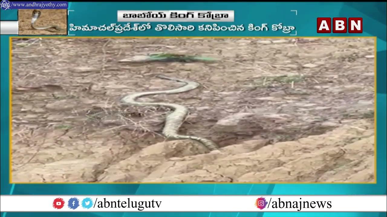 World Biggest King Cobra Caught on Camera | Himachal Pradesh | ABN ...