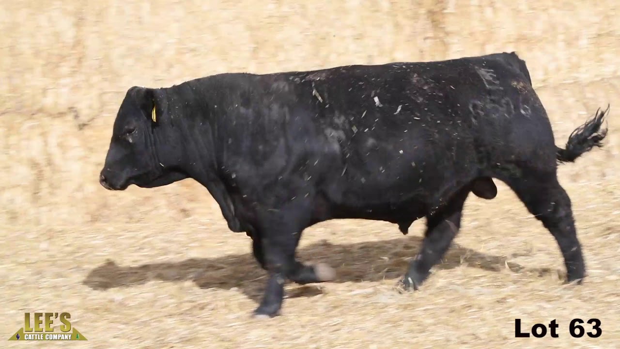 Lee Cattle Co 2020 Lot 63 - YouTube