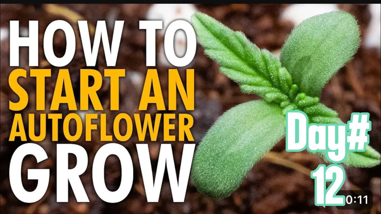 Discovering the Magic of My First Auto Flowers! - YouTube