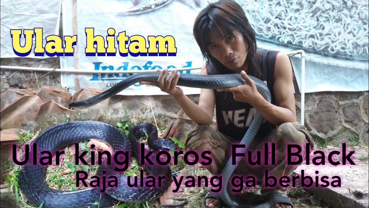Ular king koros full black - YouTube