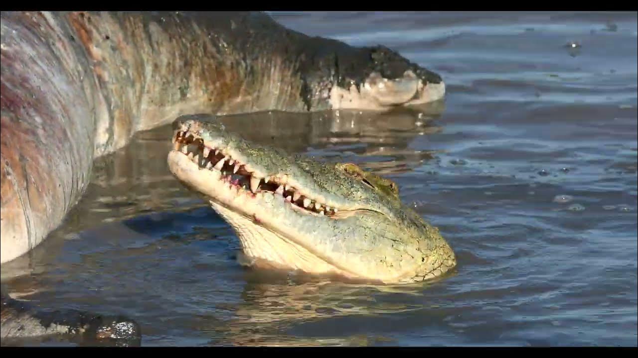 Crocodiles Feast on an Entire Hippo - YouTube