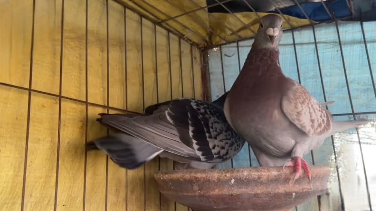 Super Fast Pigeon Pairing SUCCESS!! - YouTube