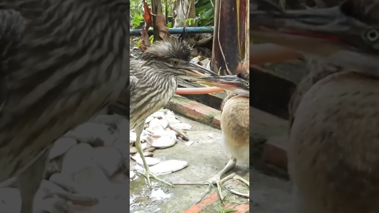 Couple babies Herons - YouTube