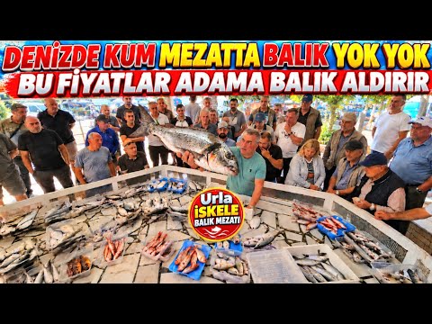 BALIK MEZATI(URLA İSKELE) 23.09.2026 Fiyatlar inanılmaz!