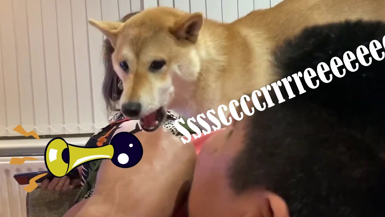 The Shiba Scream - YouTube