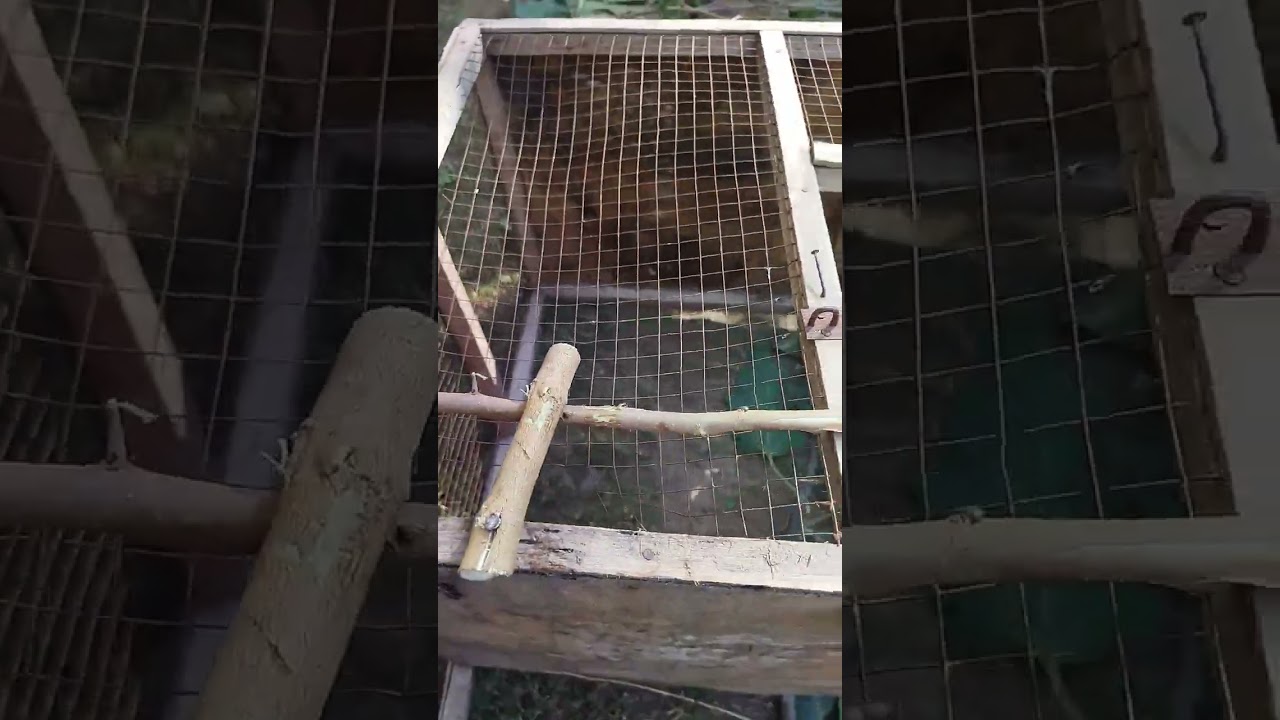 old and Broken cage repairing/DIY - YouTube